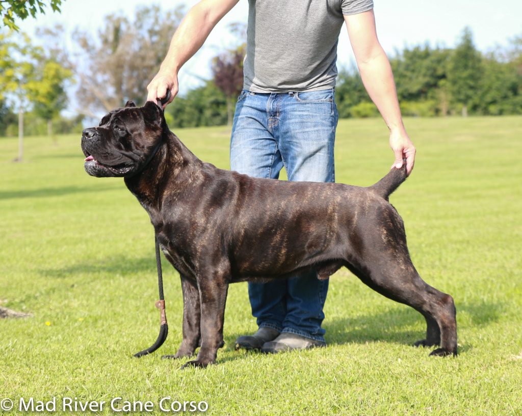 Mad River's Aslan - Mad River Cane Corso Breeder